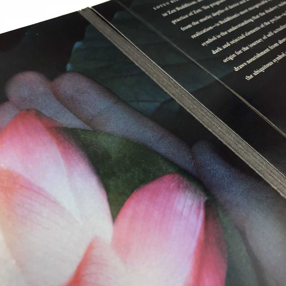 Lotus Rising | Chronotope Project