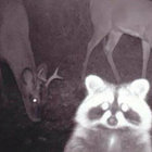 Marble Hunting | Tipper