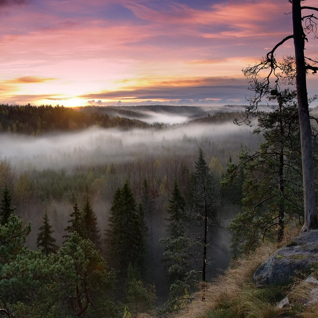 void_forest's collection | Bandcamp