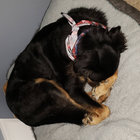 Music For Cats | cEvin Key