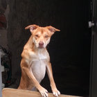 Vernacular Avant-garde | Peter Bruun's All Too Human | Ayler Records