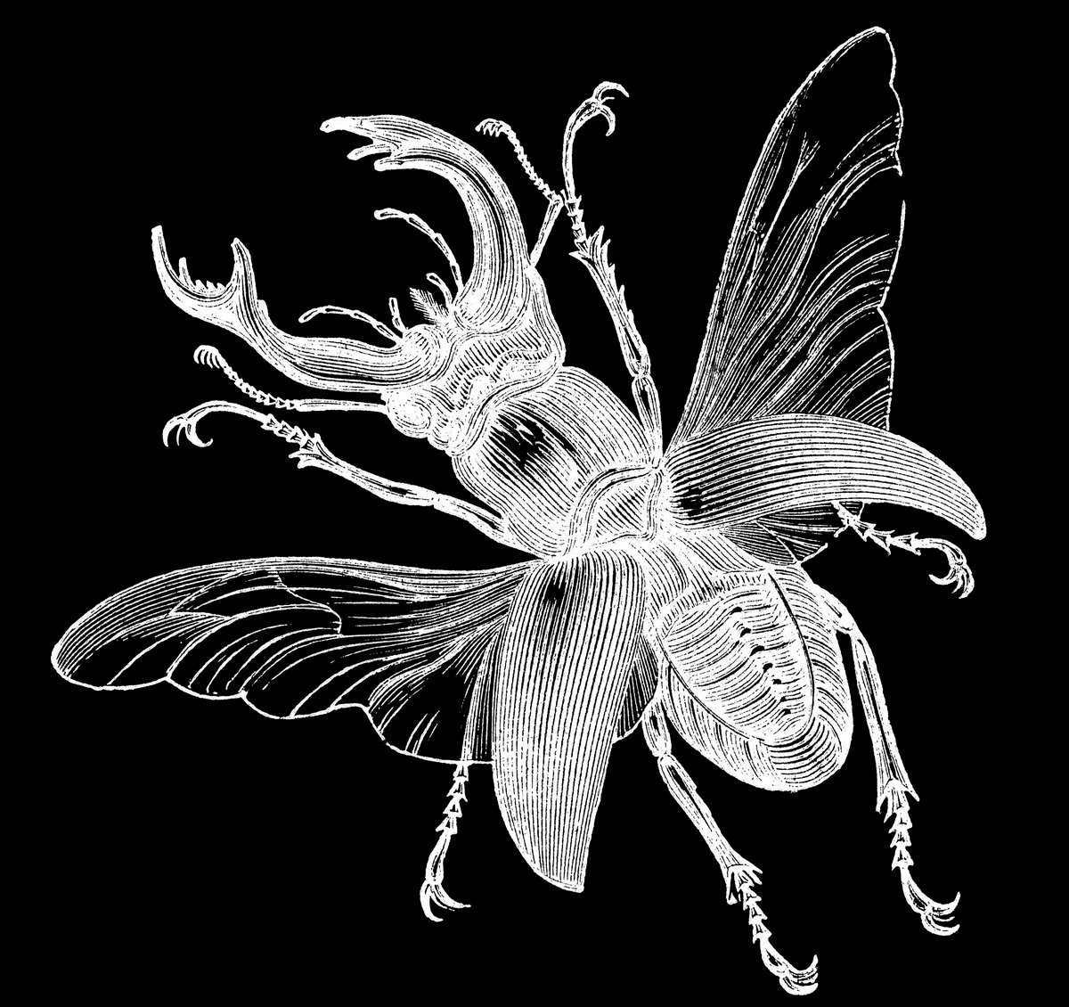 Arboreous Call | Needle Into A Bug