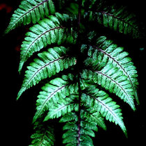 fern_plus' collection | Bandcamp