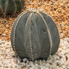 Minute Bodies: The Intimate World Of F. Percy Smith | tindersticks