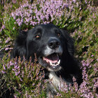 Dim Probs | Gruff Rhys