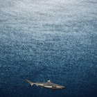 SORCS 80 | OSEES | Osees