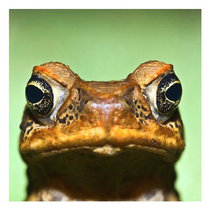 infinityfrog's collection | Bandcamp
