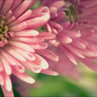 Shrines of the Void | Sheidim | Dark Descent Records