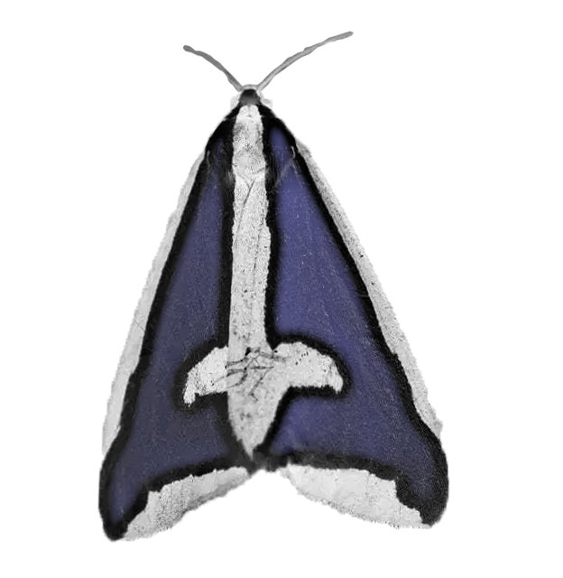 What Do You See? | Deaf Moth