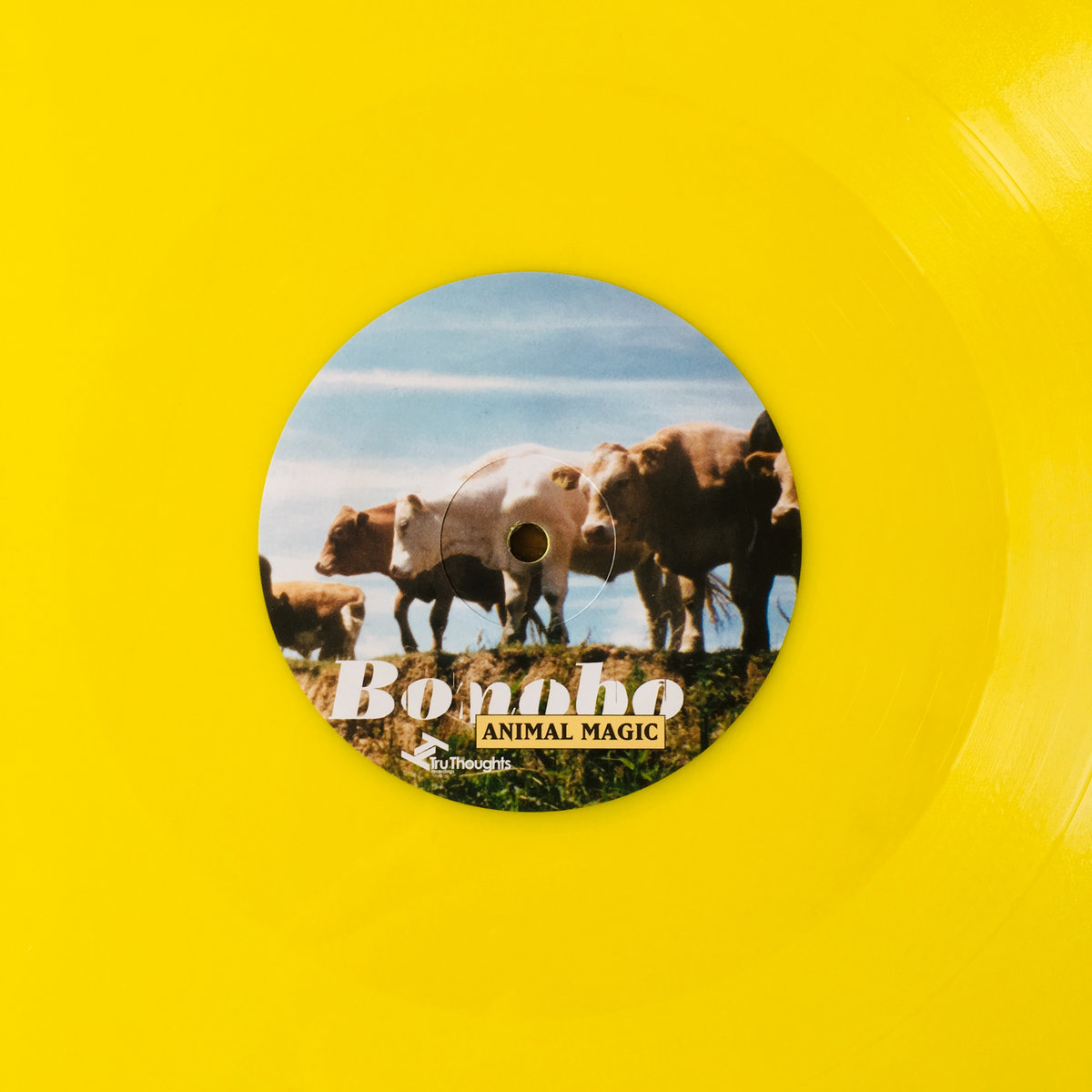 Animal Magic | Bonobo