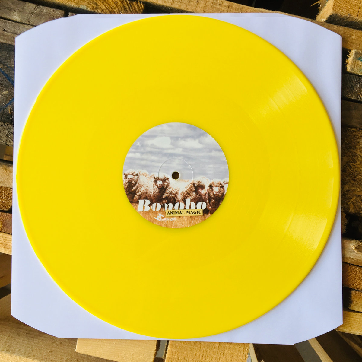 Animal Magic | Bonobo