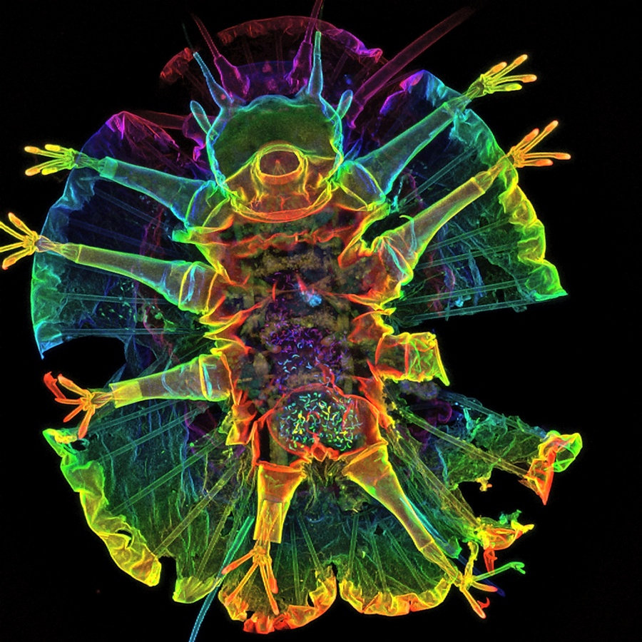 Tardigrades on The Moon EP | Tardigrades on The Moon