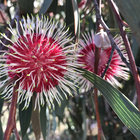 Source Transmission | Ascendant | Synphaera