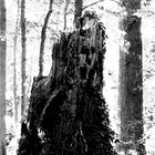 The Blackened Temple | Stygian Ruin