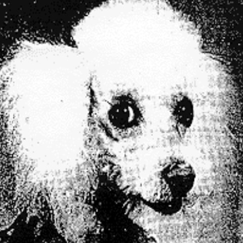 This Week in Wack | Janet Janetski