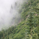 Butterfly 3000 | King Gizzard & The Lizard Wizard