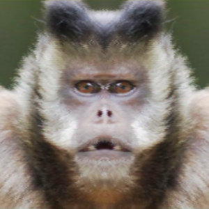 Music | Project Monke