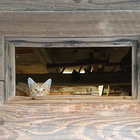 Everythinks A Ripple | Dub FX