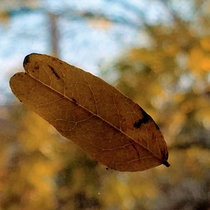 loren_law's collection | Bandcamp