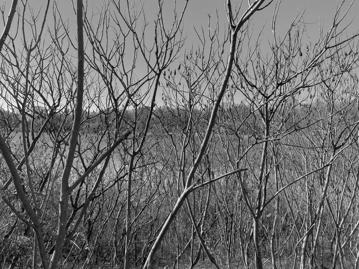 The Path of Fallen Branches | Noir Forest