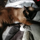 EURINGER | EURINGER | Mindless Self Indulgence