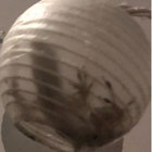 Figurehead | The Queenstons | HALLEY LABS