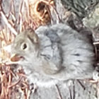 Drei Affen | Drei Affen