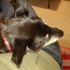 Levitation Sessions | Goat