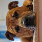 The Milk-Eyed Mender | Joanna Newsom