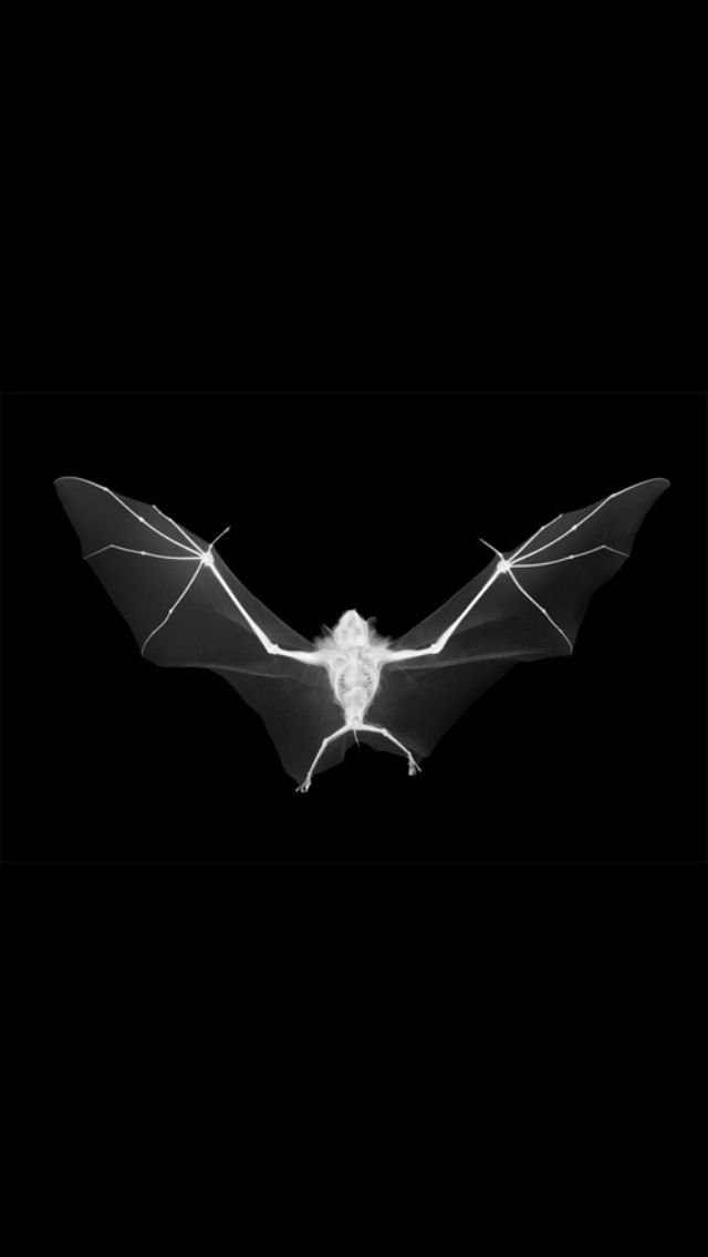 *DEMO* The Jet | No Innuendo