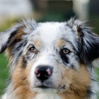 Silent Movies | Marc Ribot