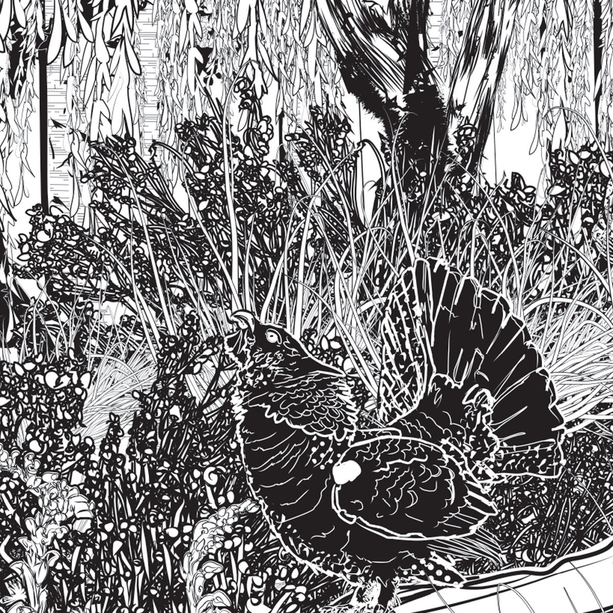 The Woods | Hamish Napier