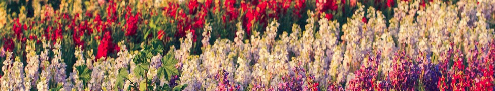 Identical Triplets | Fer Sher