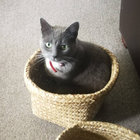 The Rabbit That Hunts Tigers | YĪN YĪN