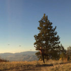 h o n e y s u c k l e | Magdalene