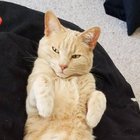 Nisemono | Ginger Root