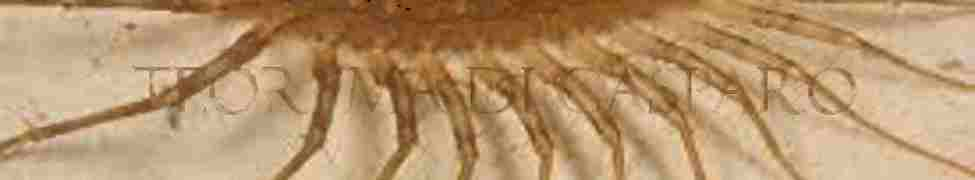 CDxiaoxun (mesu-nized festival) | Peau | Teorema di Gasparo