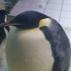 Doppelganger | Curve