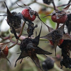 Goodbye Small Head | Ezra Furman