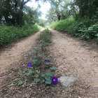 Exploding Trees & Airplane Screams | Patterson Hood