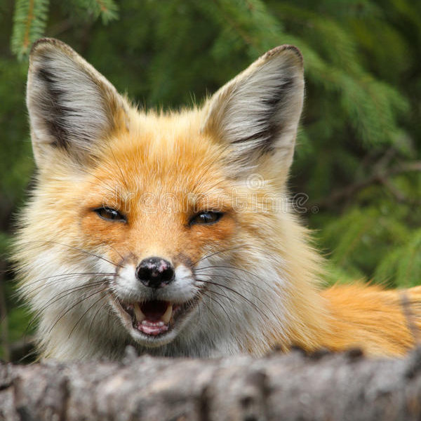 shasbrou's collection | Bandcamp