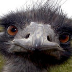 Nihil Dicit | The Vomit Arsonist | deathbed tapes