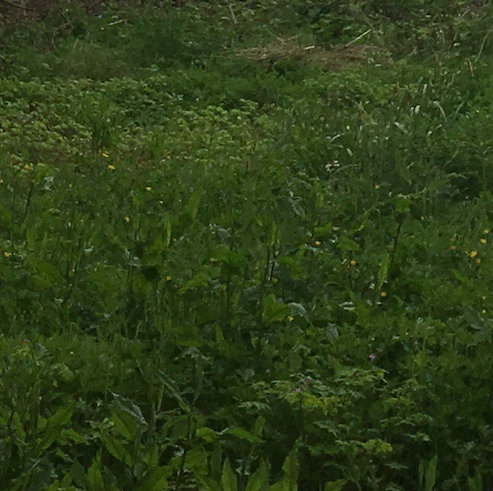 ultimate fizzles | fort fizzle