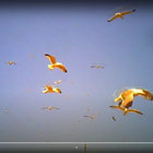 For organ and brass | Ellen Arkbro