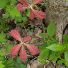 Tomorrow - 2xLP (Vinyl Only includes Download Card) | Steve Roach ...