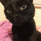 VALLEY OF THE SNAKE | RUBY THE HATCHET