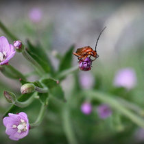 Heidi Manning (The Narrowboat Pirate)'s Community | Heidi Manning (The ...