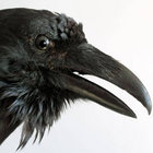 REBEL FREQUENCY | Nattali Rize