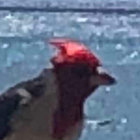 A I A : Alien Observer | Grouper