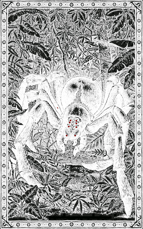an evil web spinning spider death sorceress | 1000 years of death